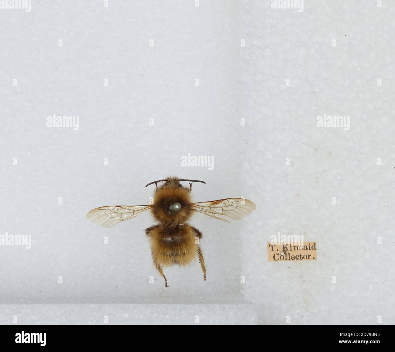 Bombus sp., Animalia, Arthropoda, Insecta, Hymenoptera, Apidae, Apinae ...