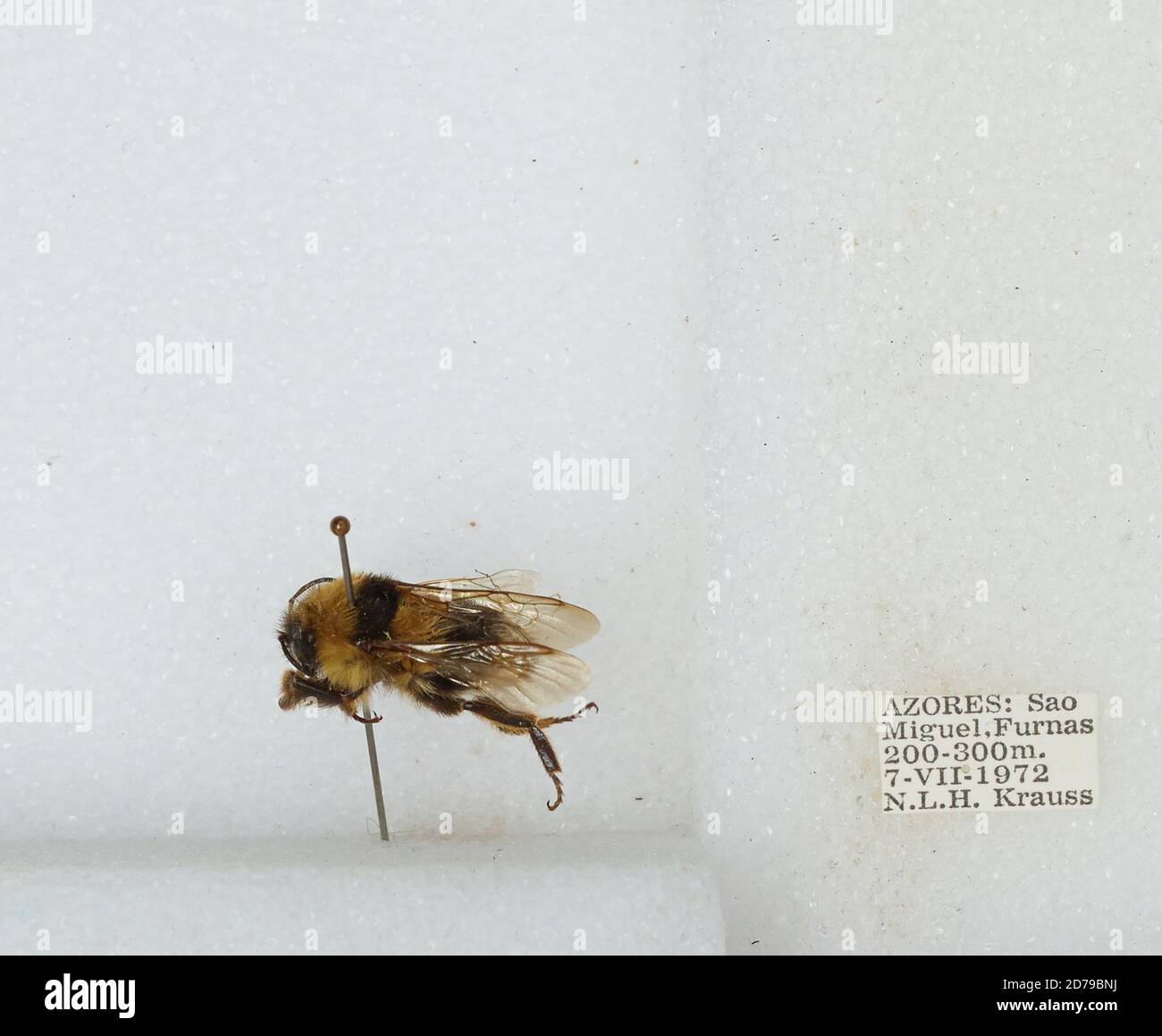 Furnas, Sao Miguel, Azores, Portugal, Bombus sp., Animalia, Arthropoda, Insecta, Hymenoptera ...