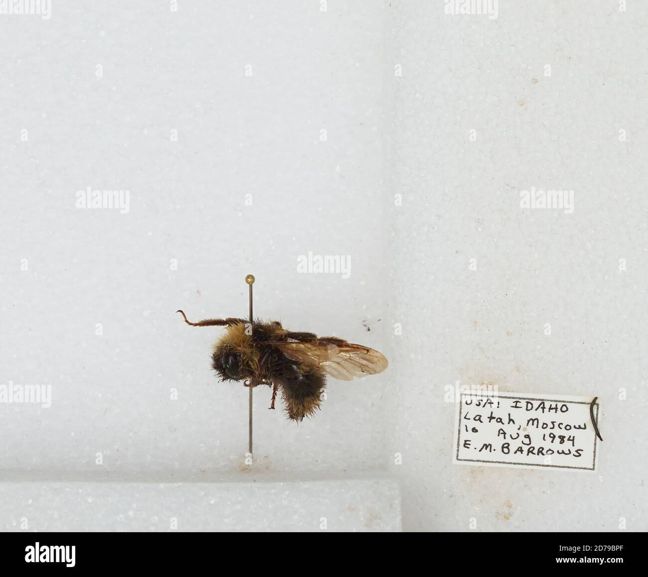 Moscow, Latah, Idaho, United States, Bombus sp., Animalia, Arthropoda ...
