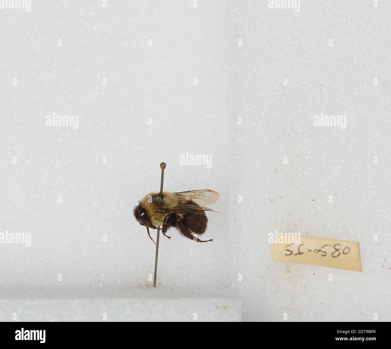 Bombus sp., Animalia, Arthropoda, Insecta, Hymenoptera, Apidae, Apinae ...