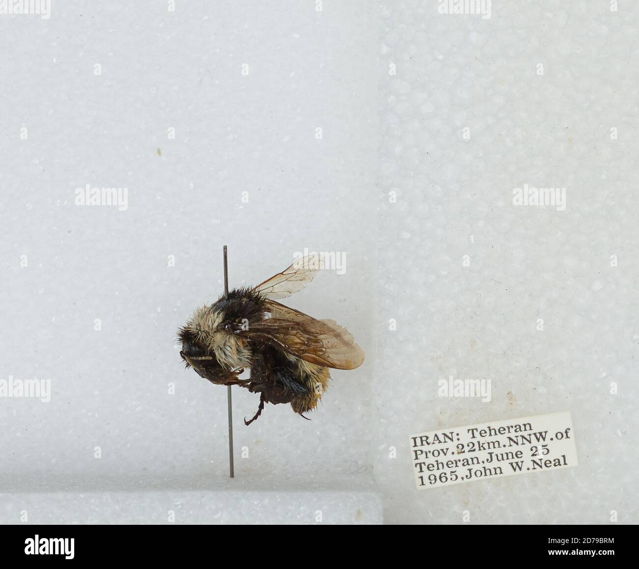 22 km North Northwest of Tehran, Tehran, Iran, Bombus sp., Animalia ...