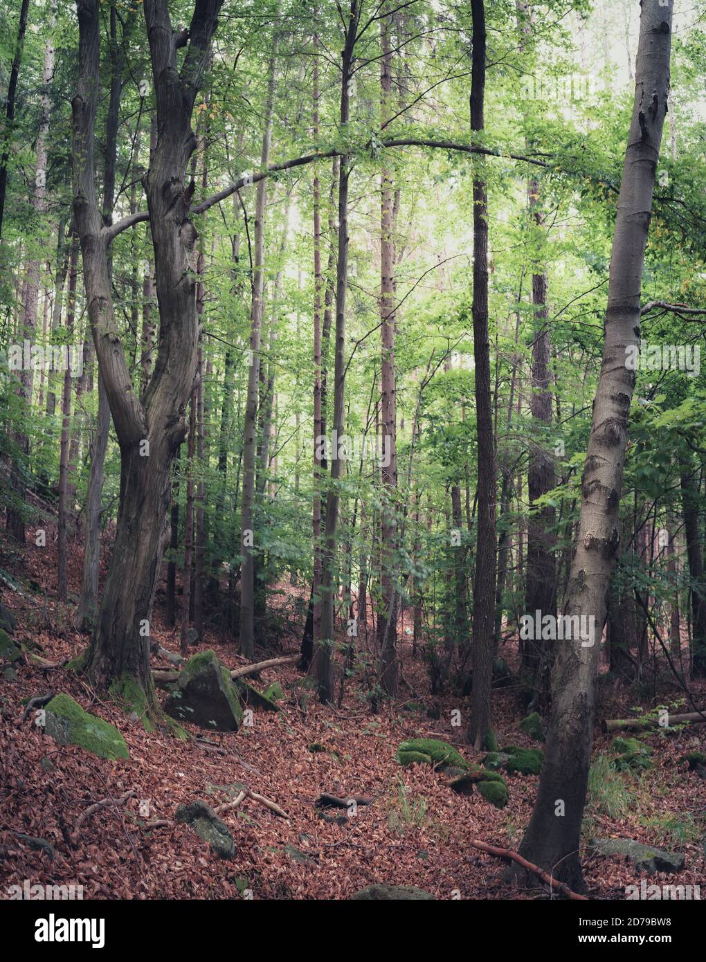 Sunshine daytime hi-res stock photography and images - Alamy