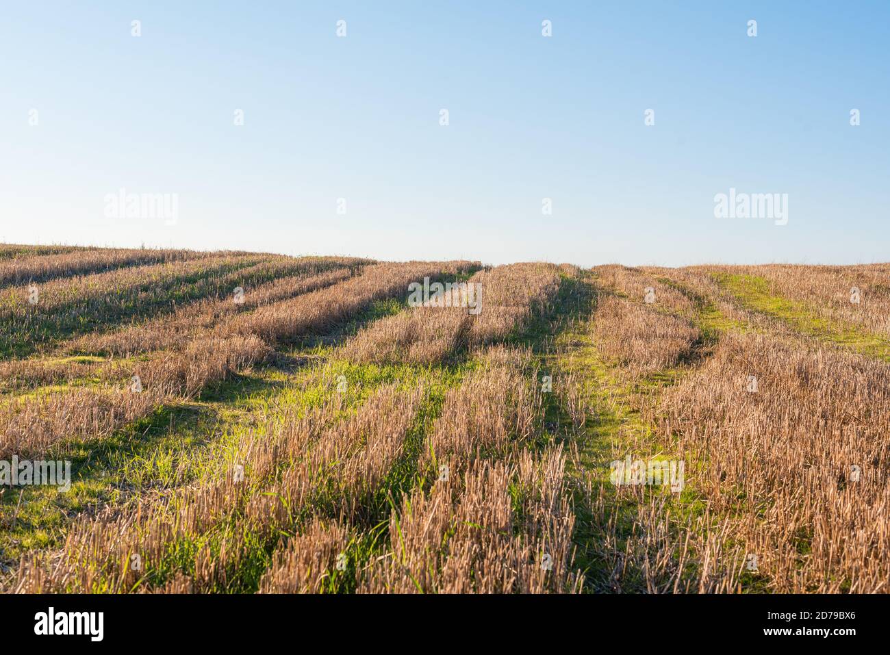 Dry hay field with a clear cut path warm color bulgaria rural landscape ...