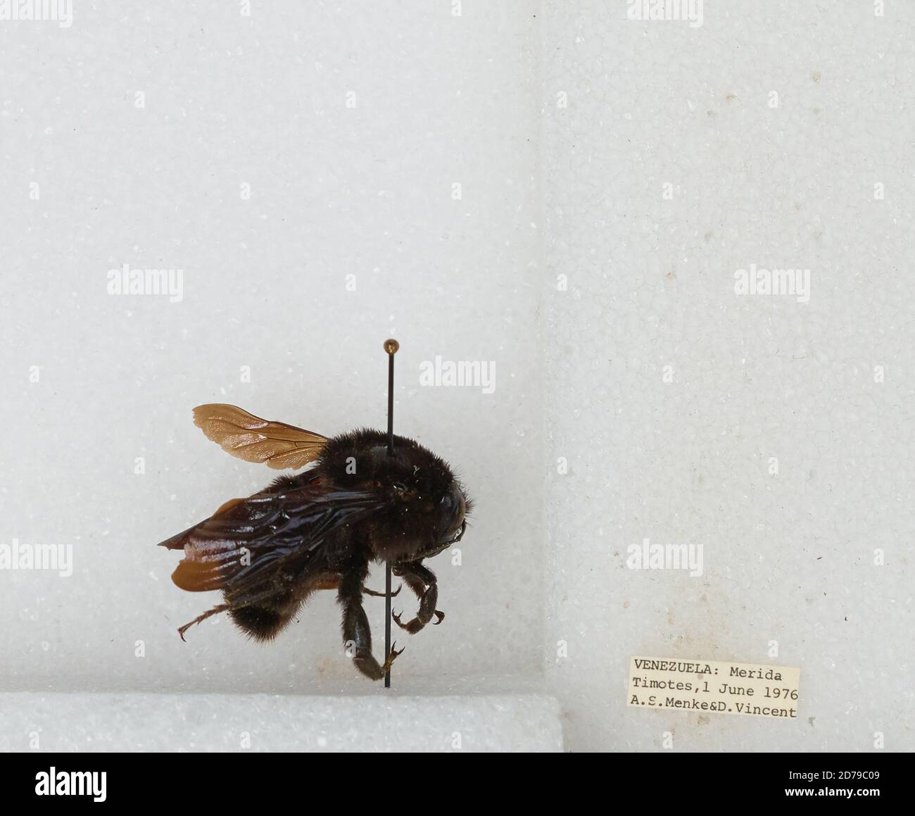 Timotes, Merida, Venezuela, Bombus sp., Animalia, Arthropoda, Insecta ...