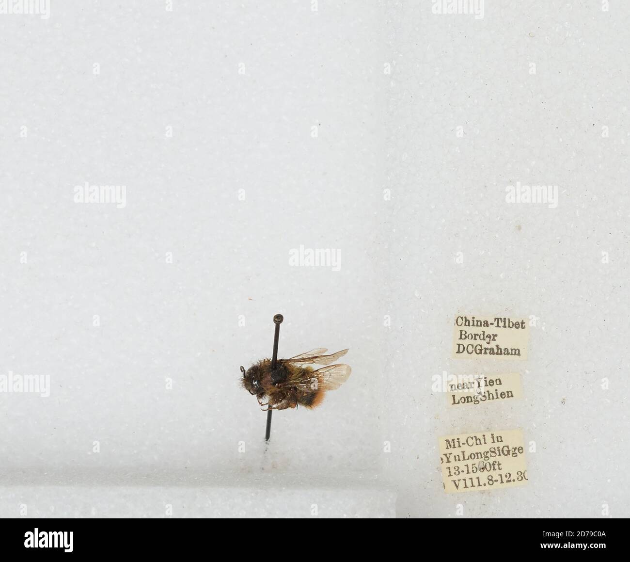 Mi-Chi in Yu Long Si Gge near Yien Long Shien, China-Tibet border ...