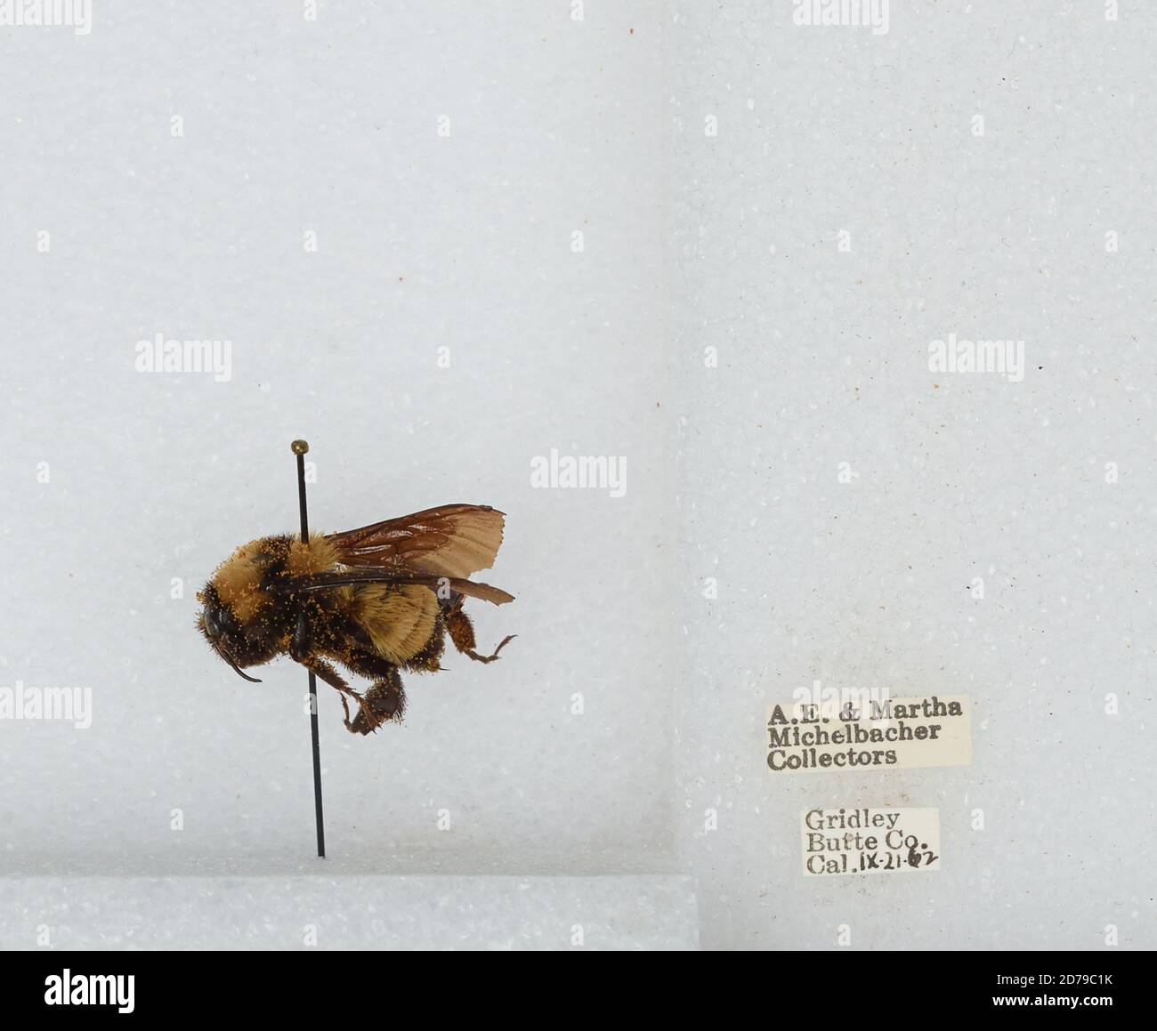 Gridley, Butte, California, United States, Bombus sp., Animalia ...