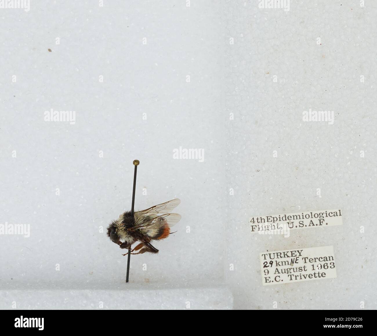 29 km NE Tercan, Erzincan, Turkey, Bombus sp., Animalia, Arthropoda ...