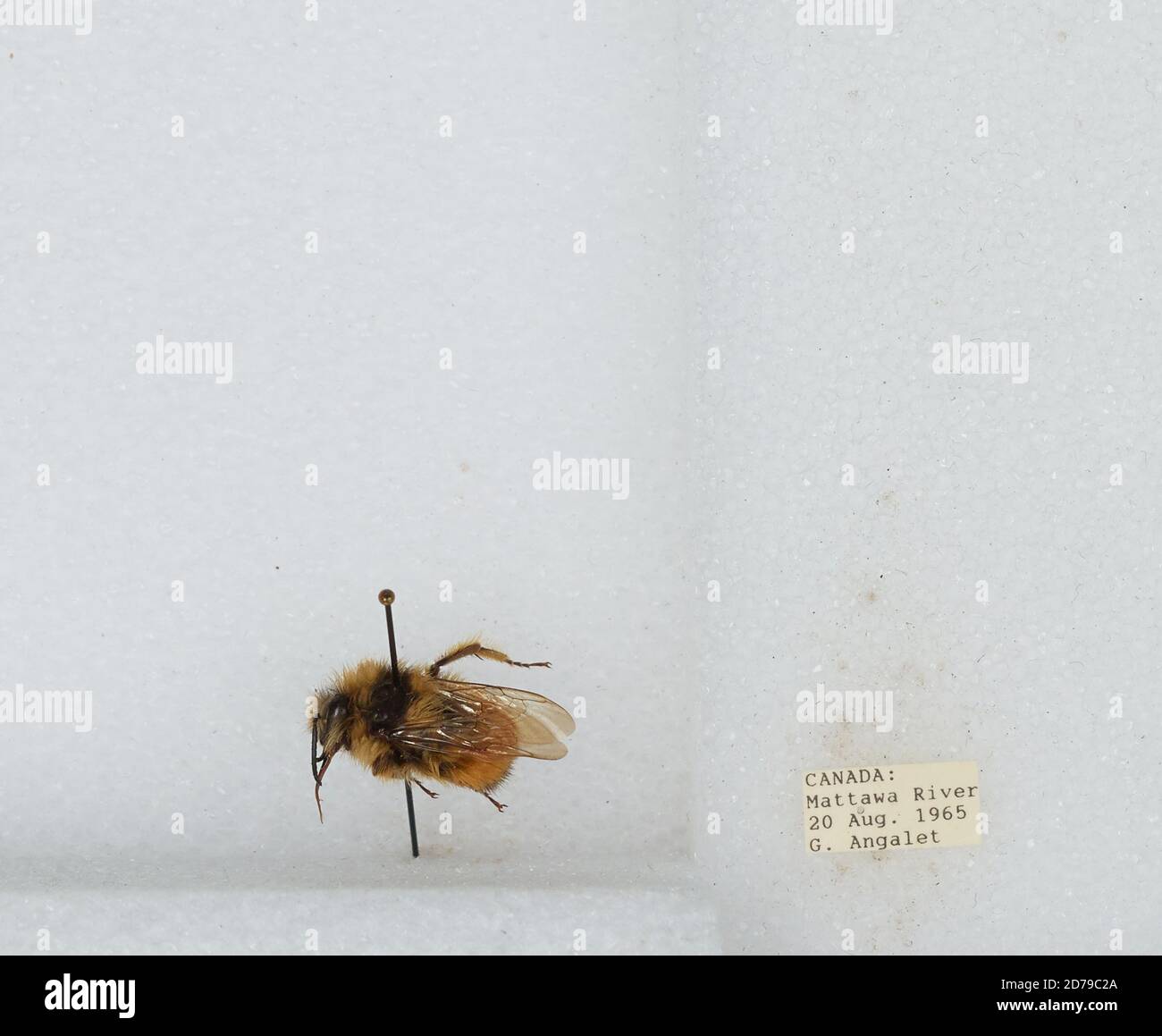 Mattawa River, Ontario, Canada, Bombus sp., Animalia, Arthropoda ...