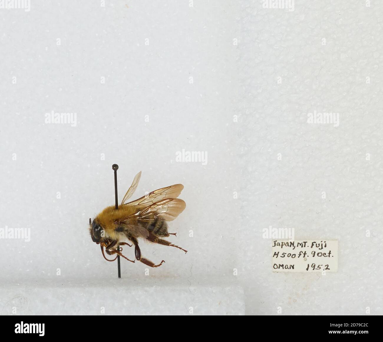 Mount Fuji, Japan, Bombus sp., Animalia, Arthropoda, Insecta ...