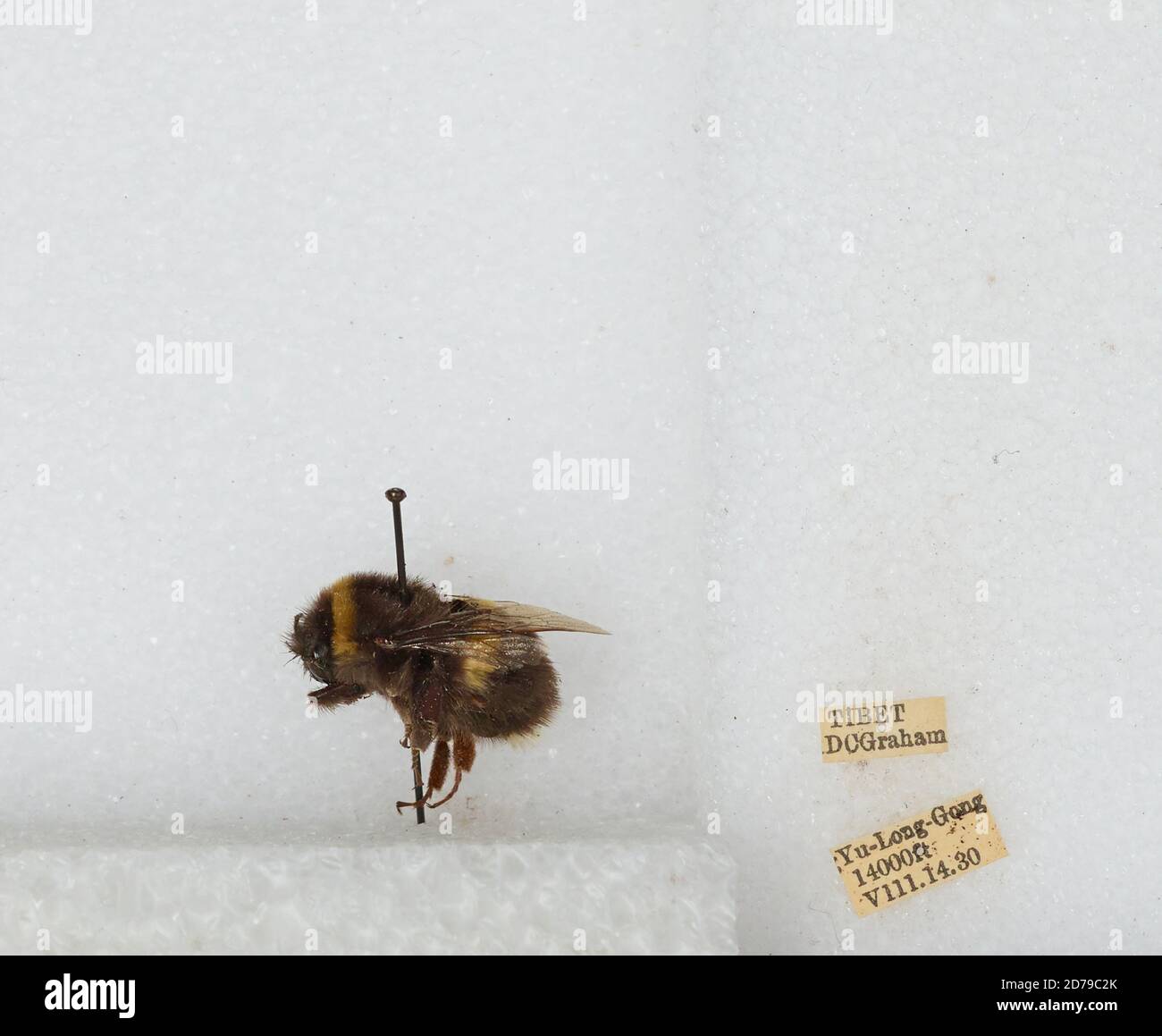 Yu-Long-Gong, Tibet Autonomous Region, China, Bombus sp., Animalia ...