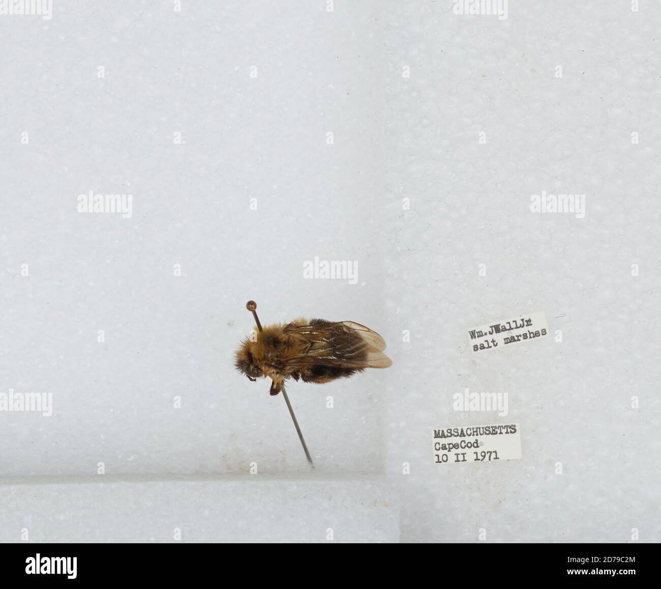 Cape Cod salt marshes, Barnstable, Massachusetts, United States, Bombus ...