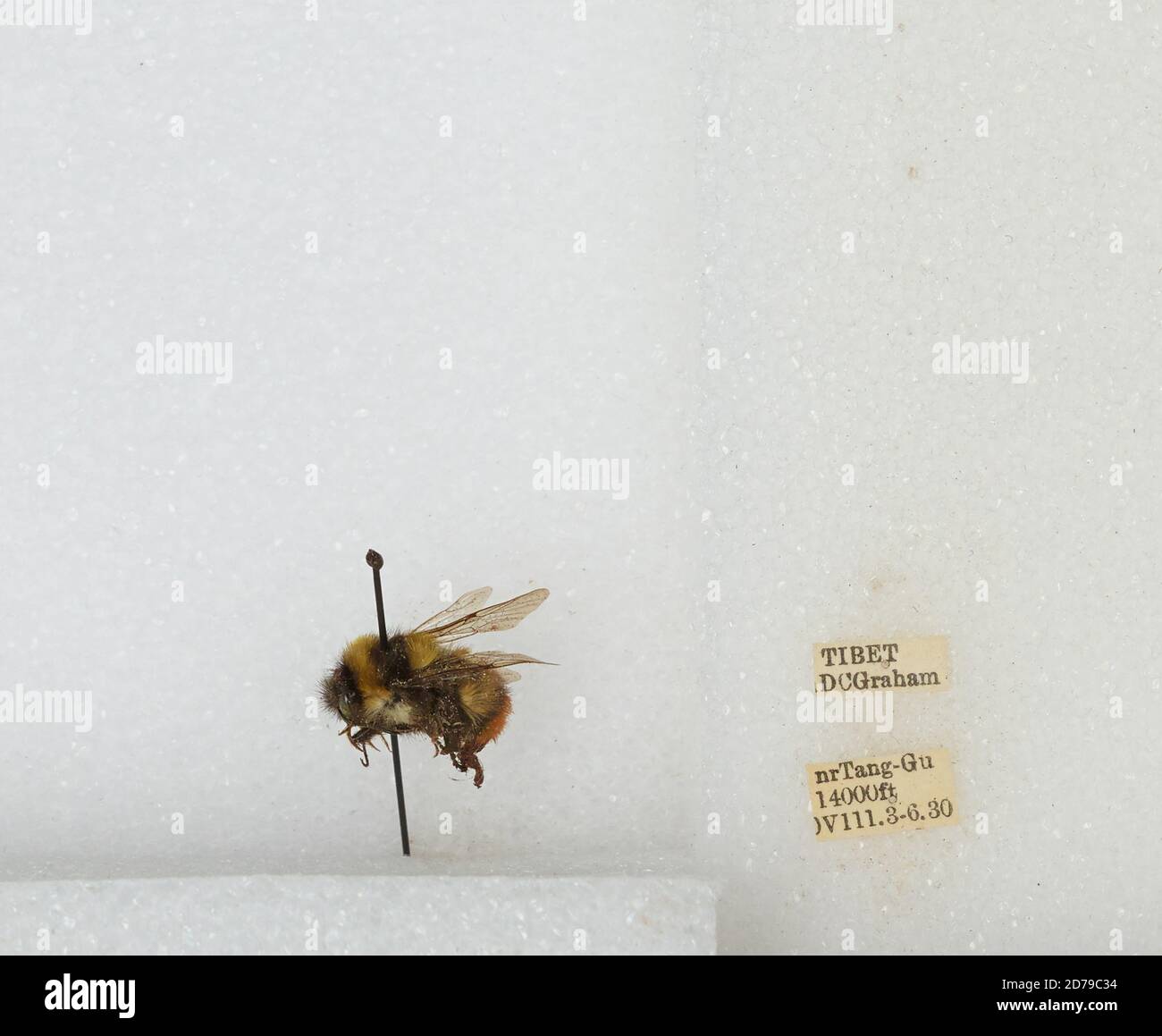 Tang-Gu, Tibet Autonomous Region, China, Bombus sp., Animalia ...