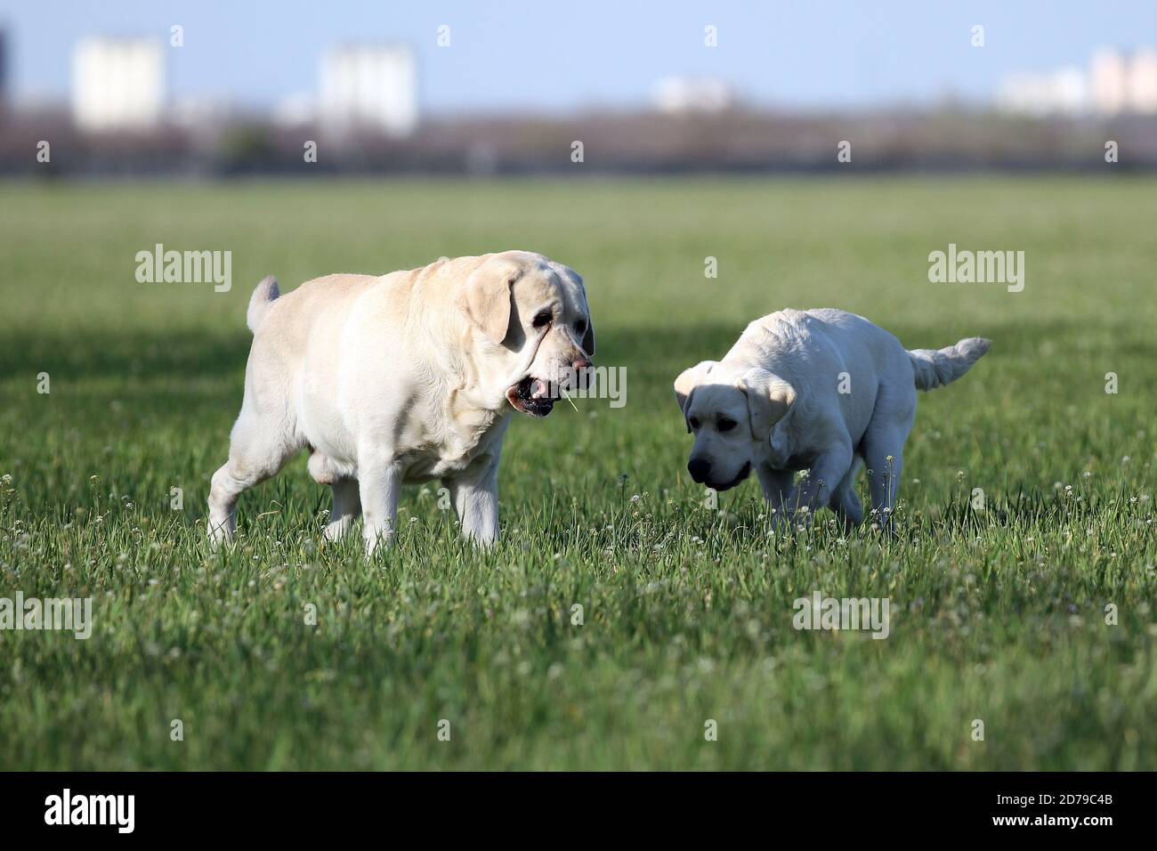two yellow labradors playing in the park Stock Photo - Alamy