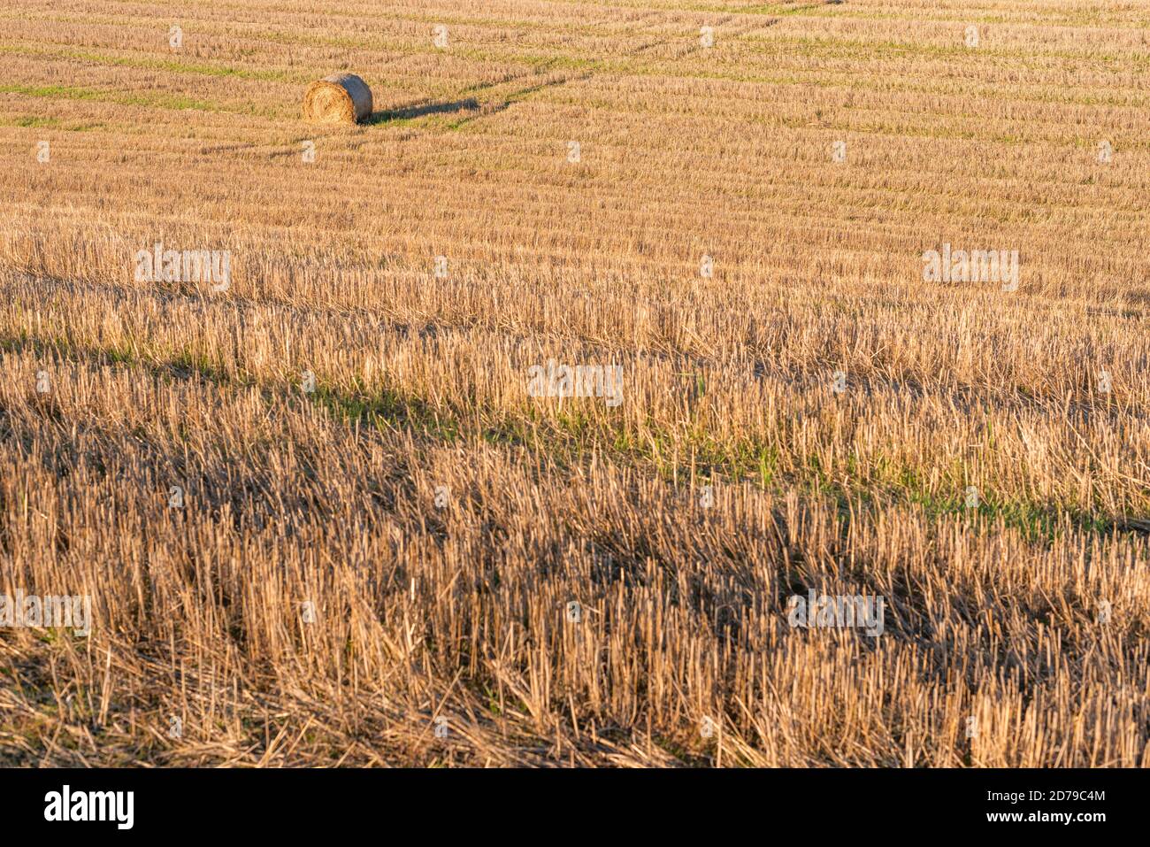 Dry hay field with a clear cut path warm color bulgaria rural landscape ...