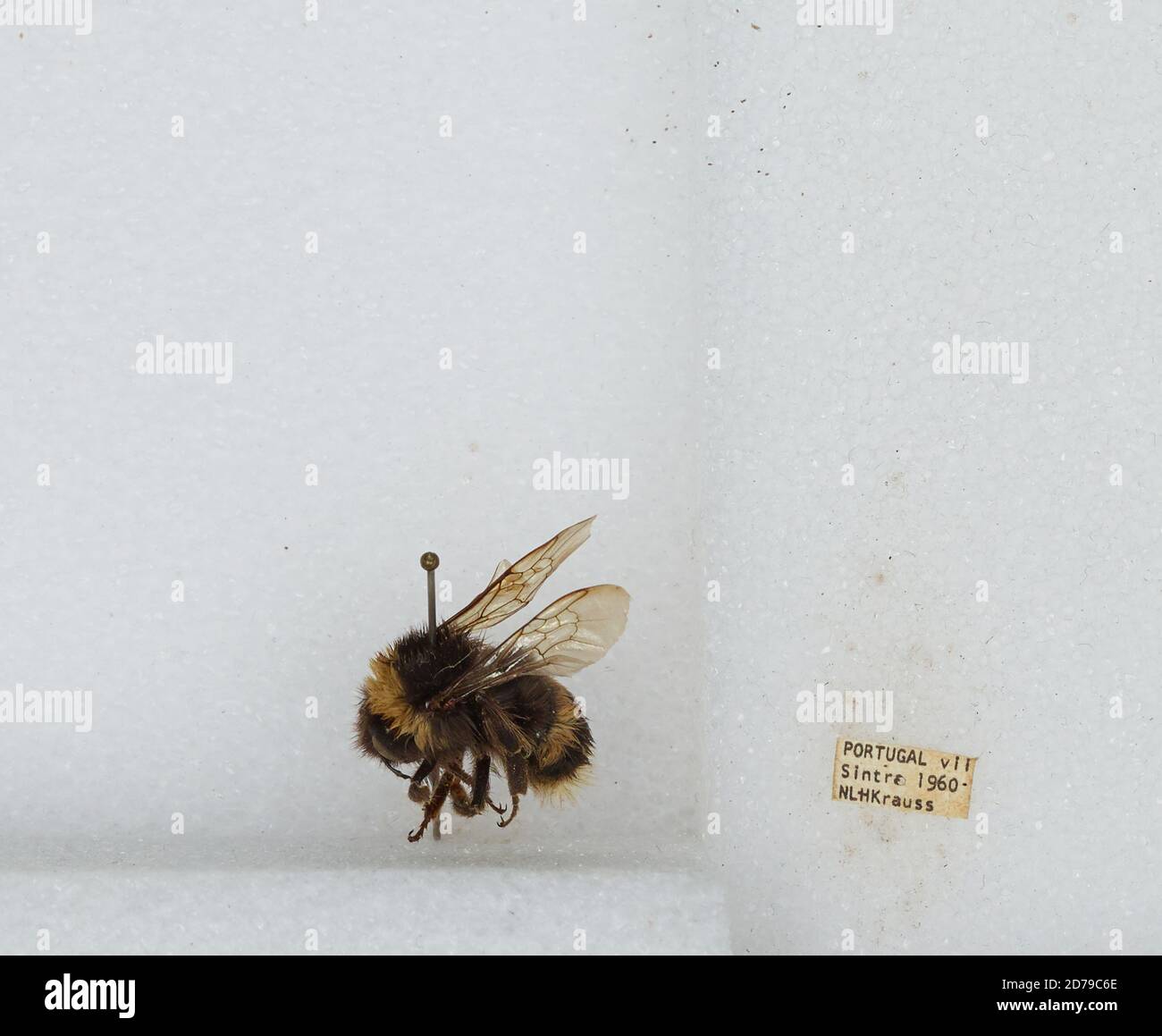 Sintra, Lisbon, Portugal, Bombus sp., Animalia, Arthropoda, Insecta ...