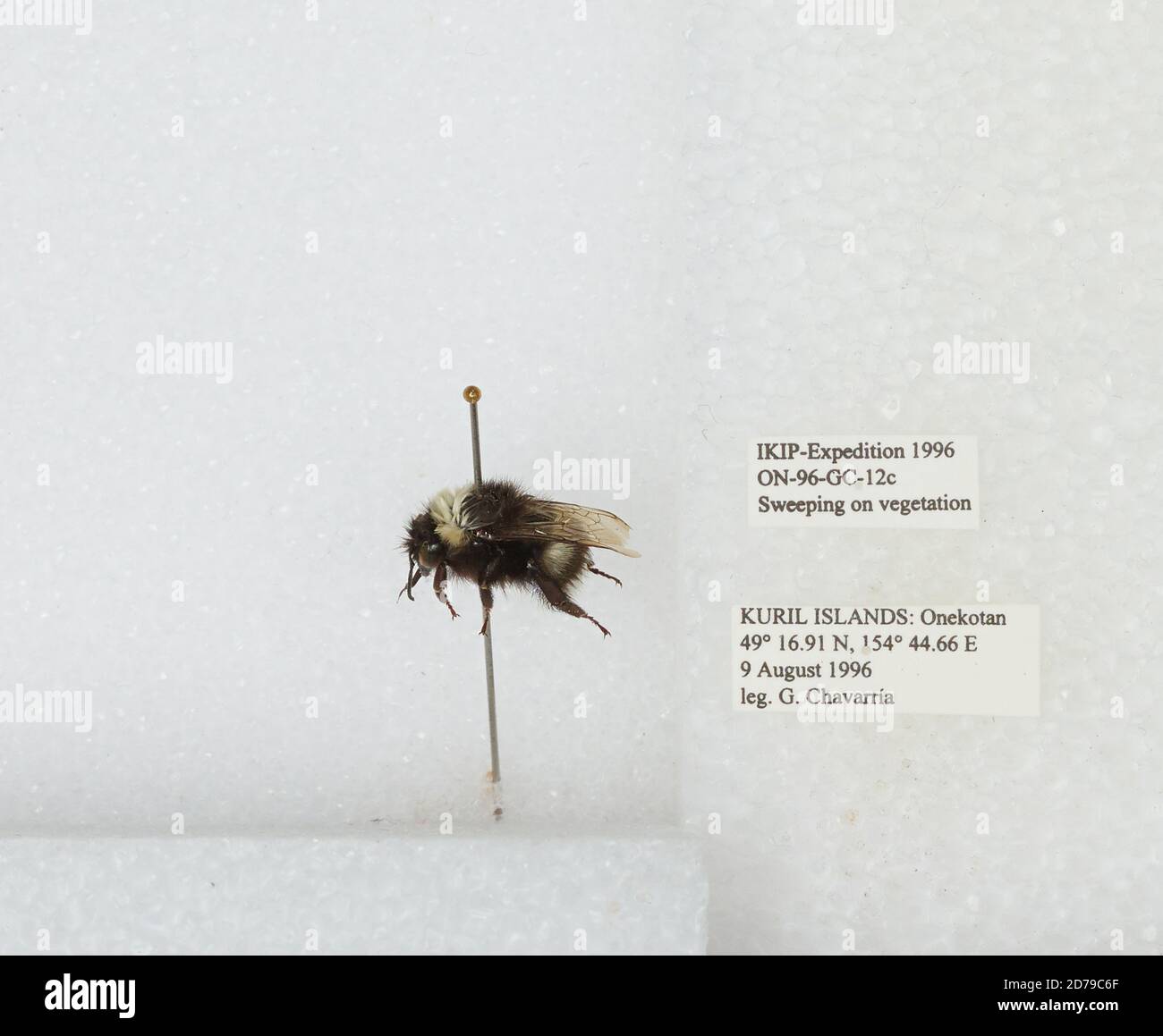 Kuril Islands, Onekotan Island, Sakhalin, Russia, Bombus sp., Animalia ...