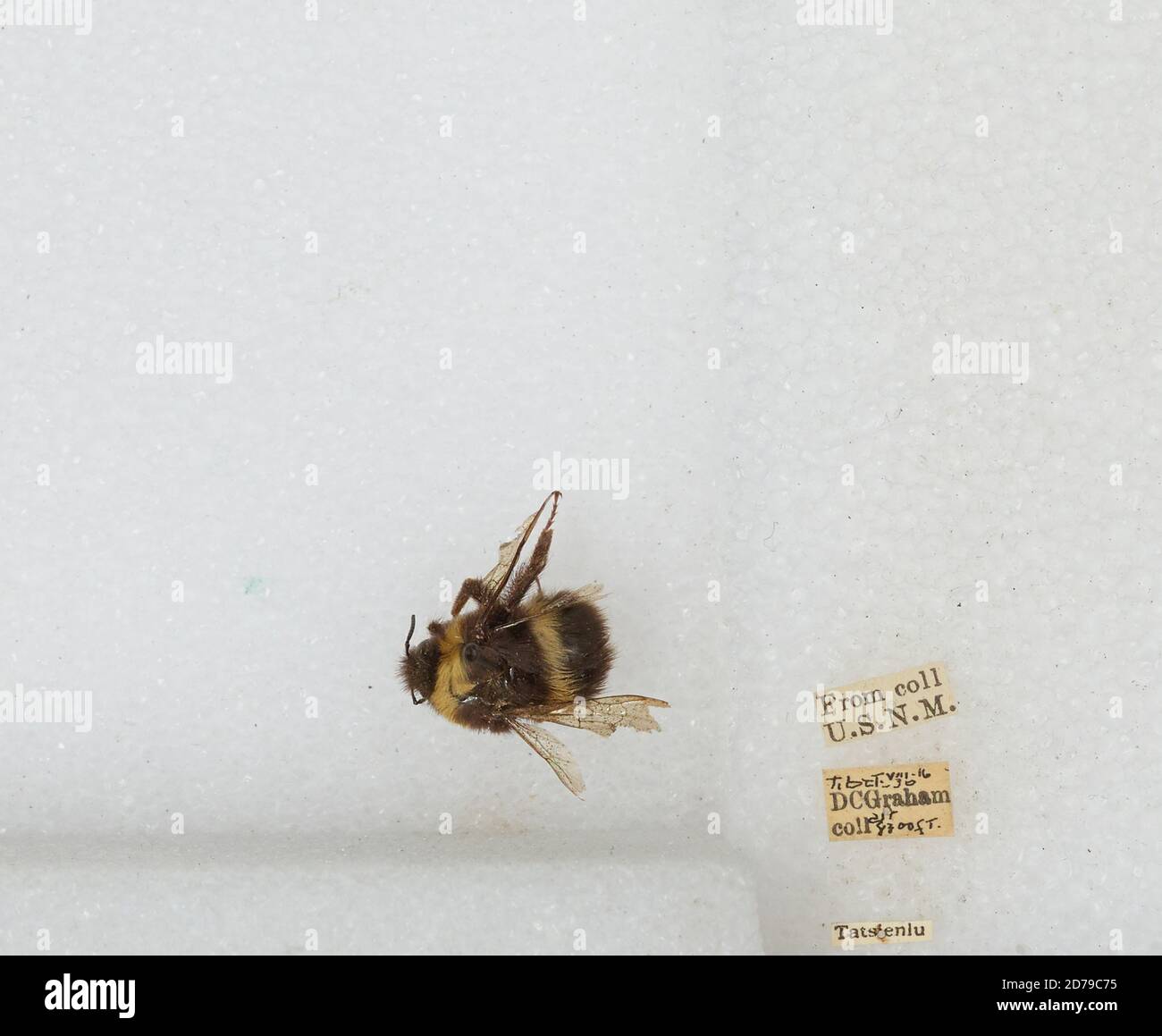 Kangding, Sichuan, China, Bombus sp., Animalia, Arthropoda, Insecta ...