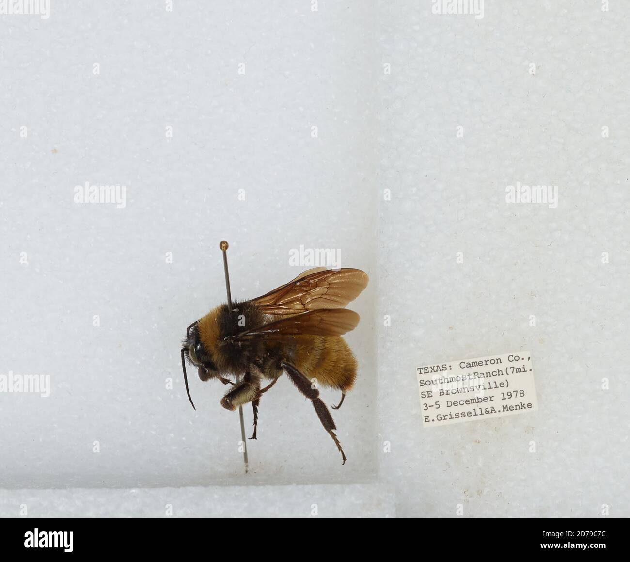 Southmost Ranch 7 miles south east Brownsville, Cameron, Texas, United ...