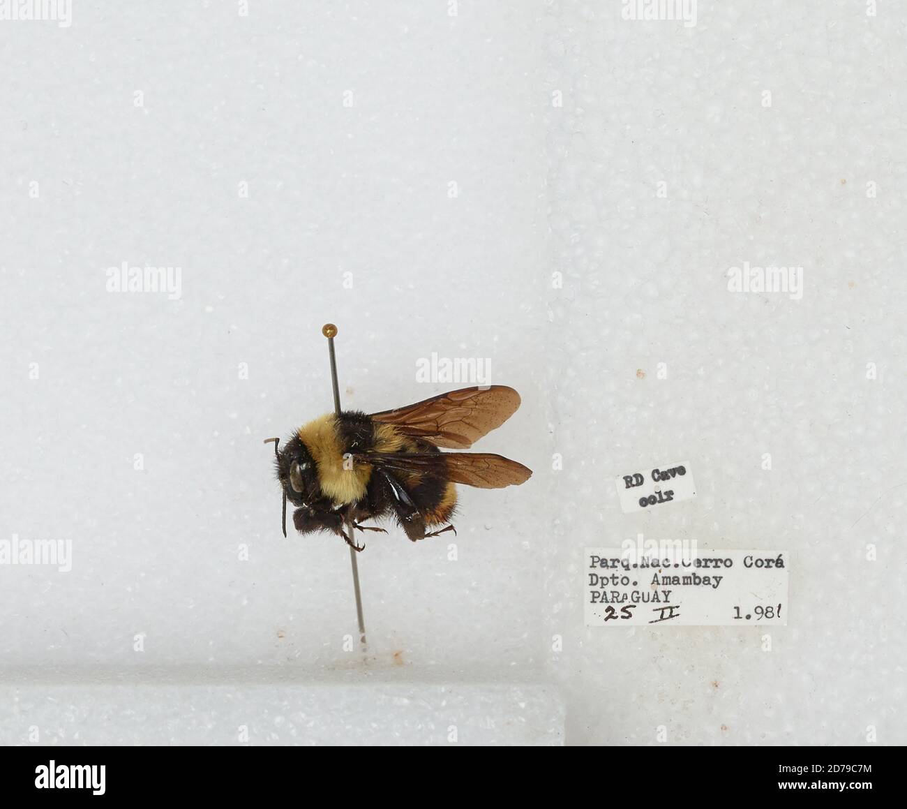 Parque Nacional Cerro Corra, Amambay, Paraguay, Bombus sp., Animalia ...