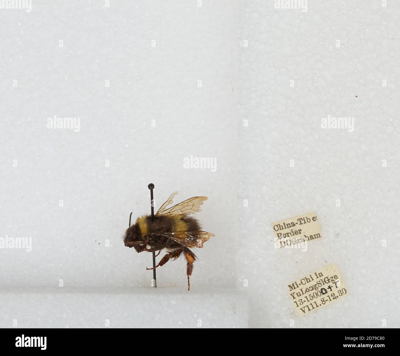 China-Tibet Border, Mi-Chi in Yu Long Si Gorge, China, Bombus sp ...