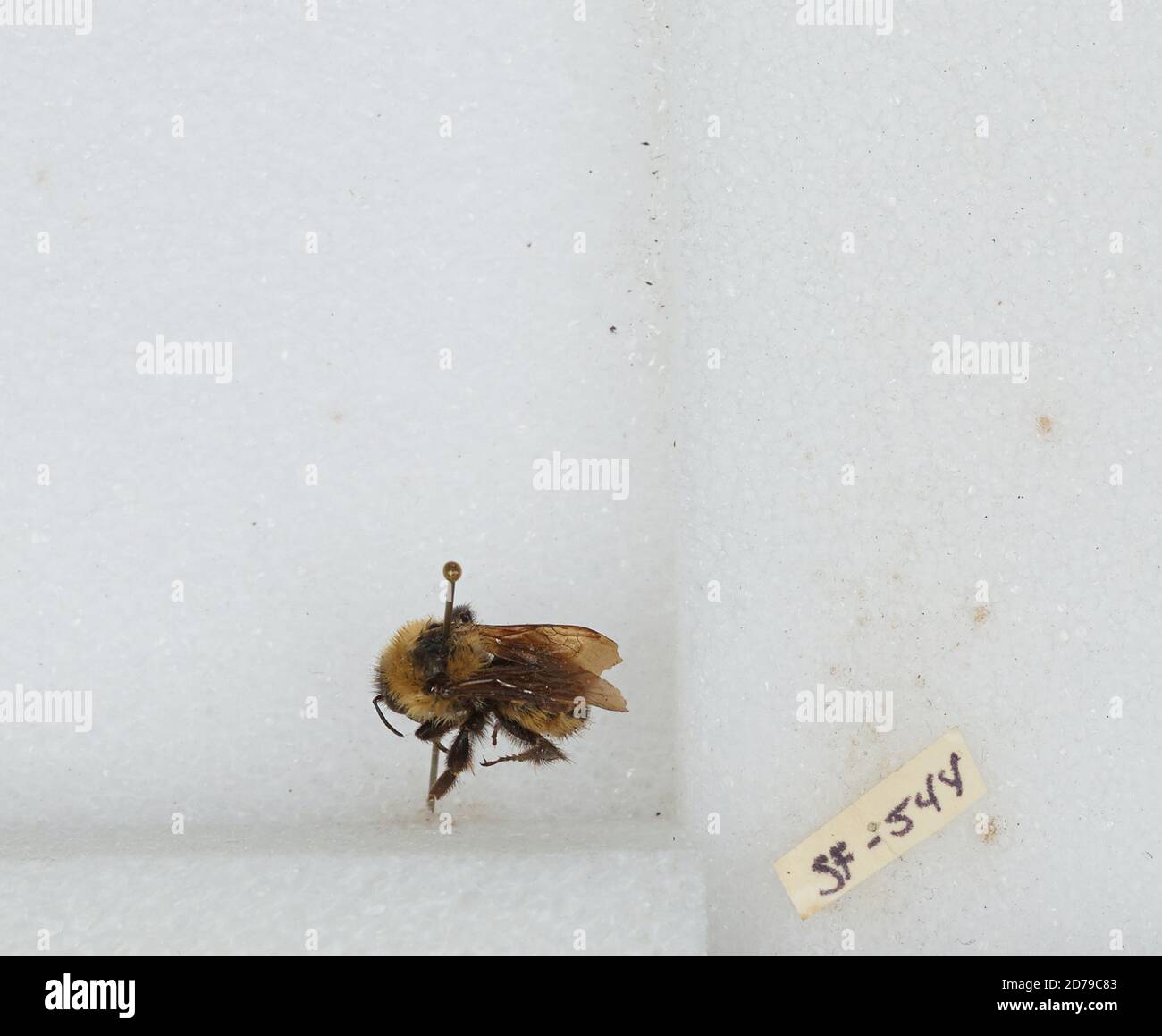 Bombus sp., Animalia, Arthropoda, Insecta, Hymenoptera, Apidae, Apinae Stock Photo - Alamy