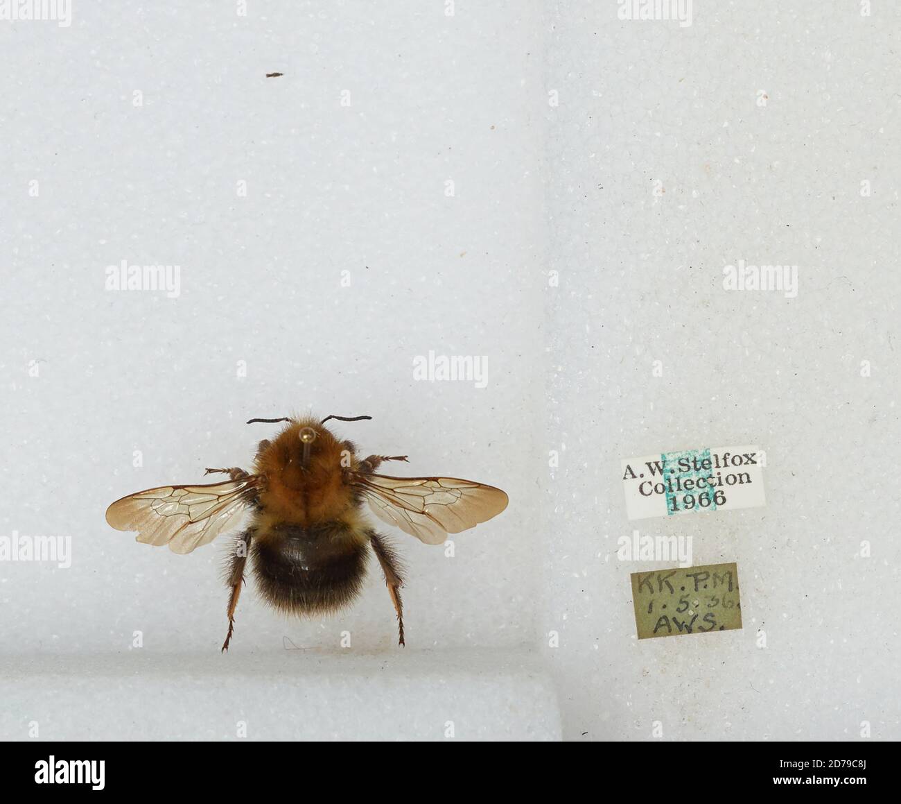 Bombus sp., Animalia, Arthropoda, Insecta, Hymenoptera, Apidae, Apinae ...