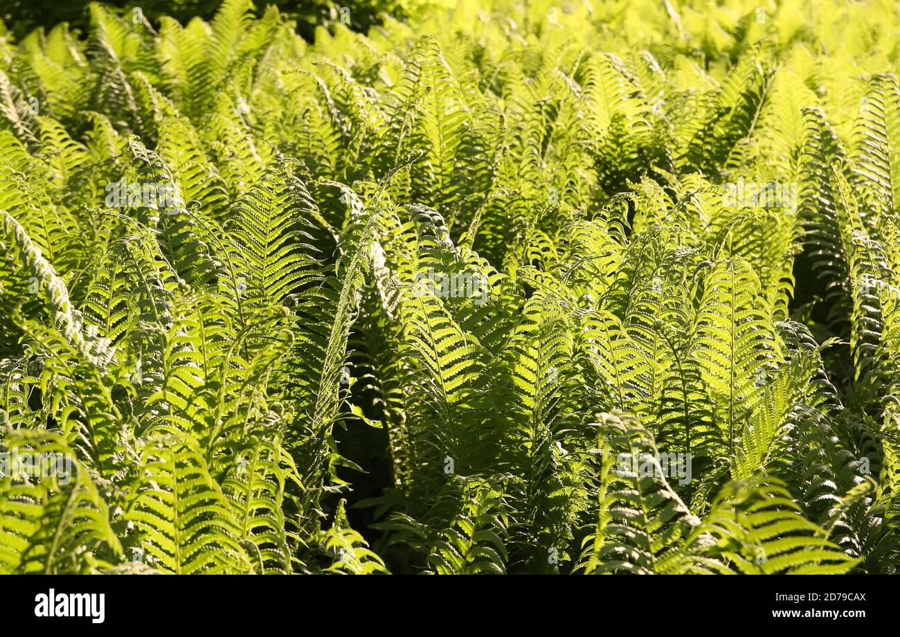 Beautiful fern leaves in spring park. Green foliage in sunny day ...