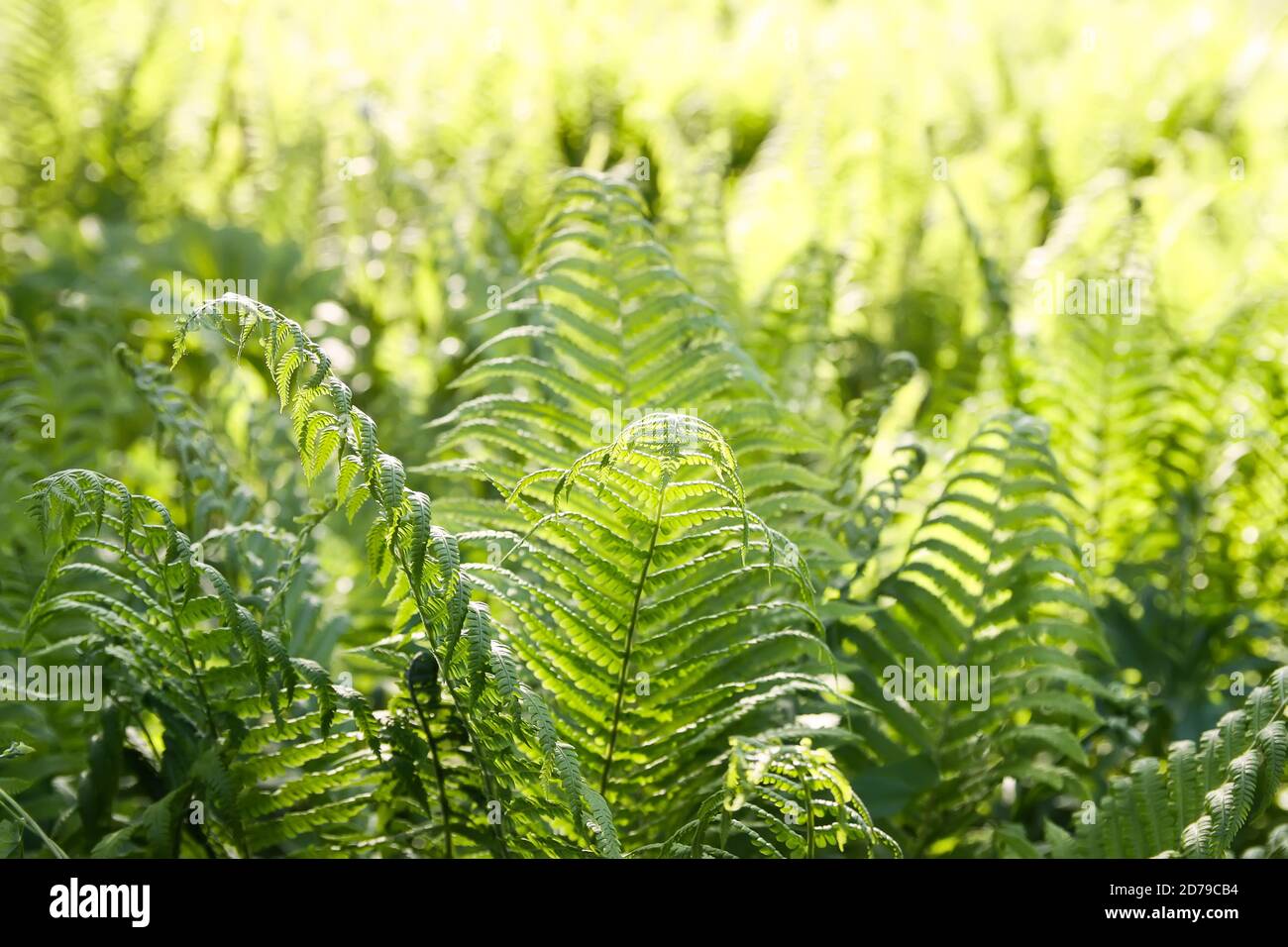 Beautiful fern leaves in spring park. Green foliage in sunny day ...