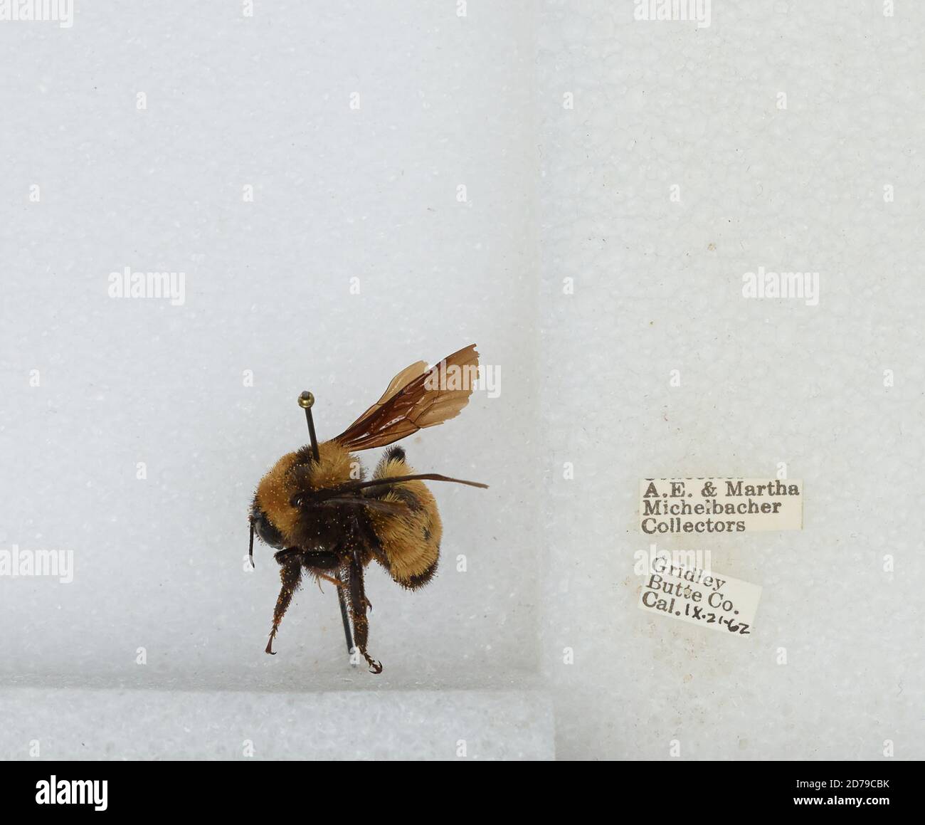 Gridley, Butte, California, United States, Bombus sp., Animalia ...