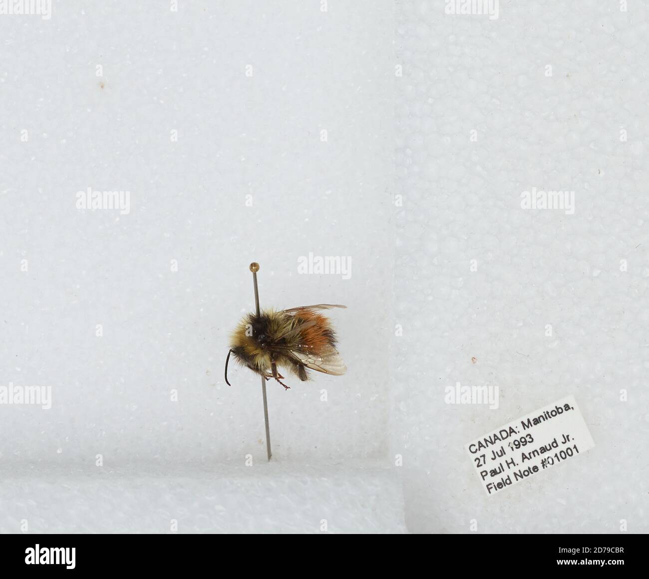 Manitoba, Canada, Bombus sp., Animalia, Arthropoda, Insecta ...