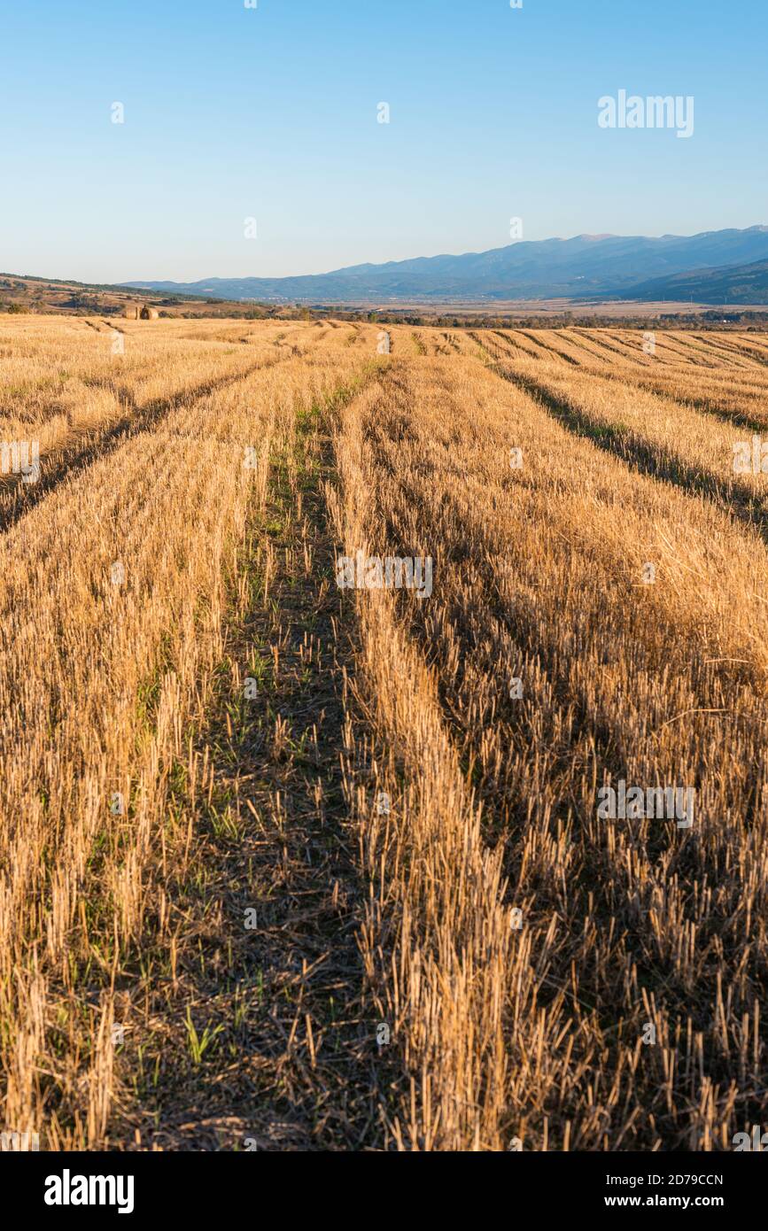 Dry hay field with a clear cut path warm color bulgaria rural landscape ...