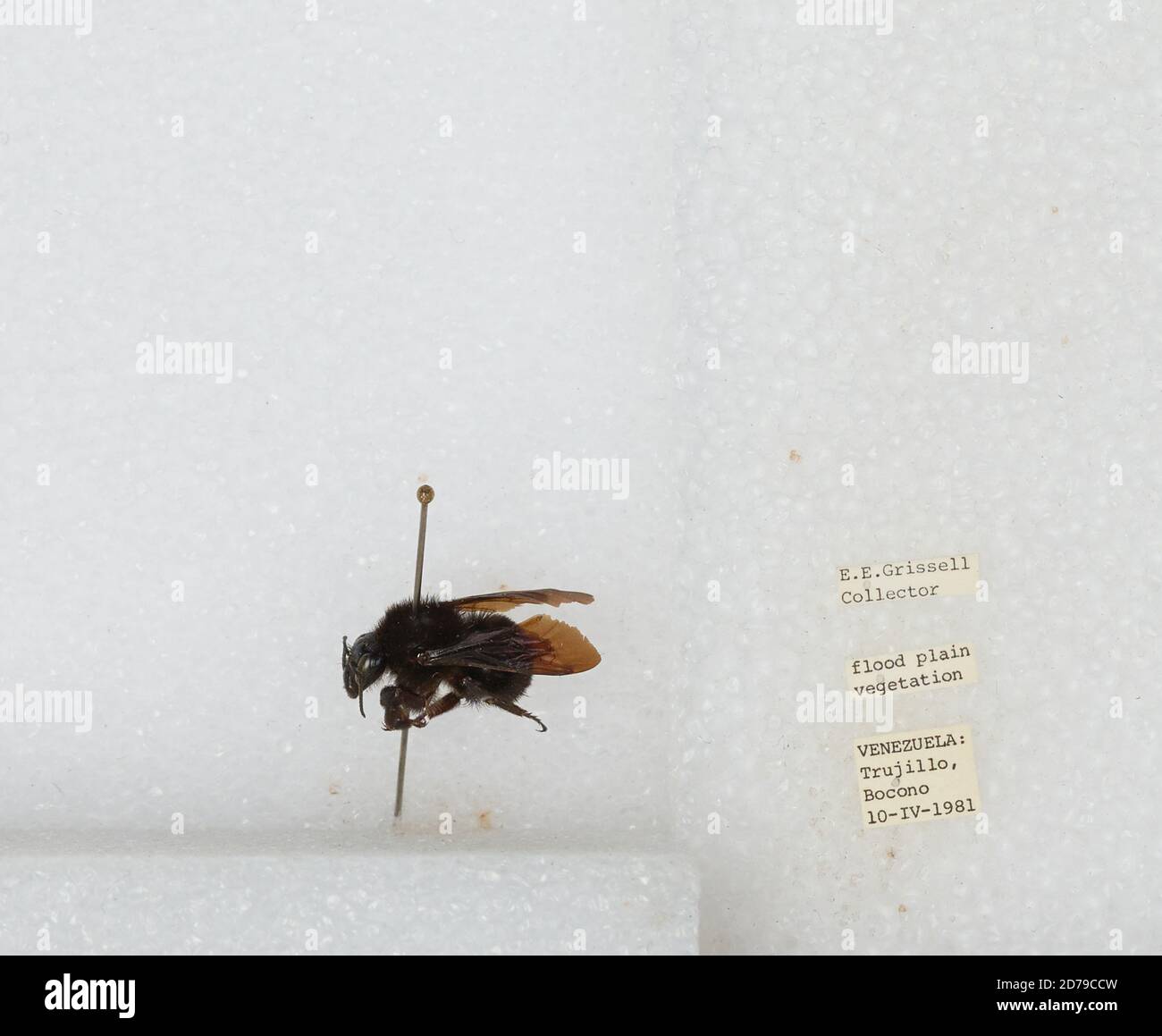 Bocono, Trujillo, Venezuela, Bombus sp., Animalia, Arthropoda, Insecta ...