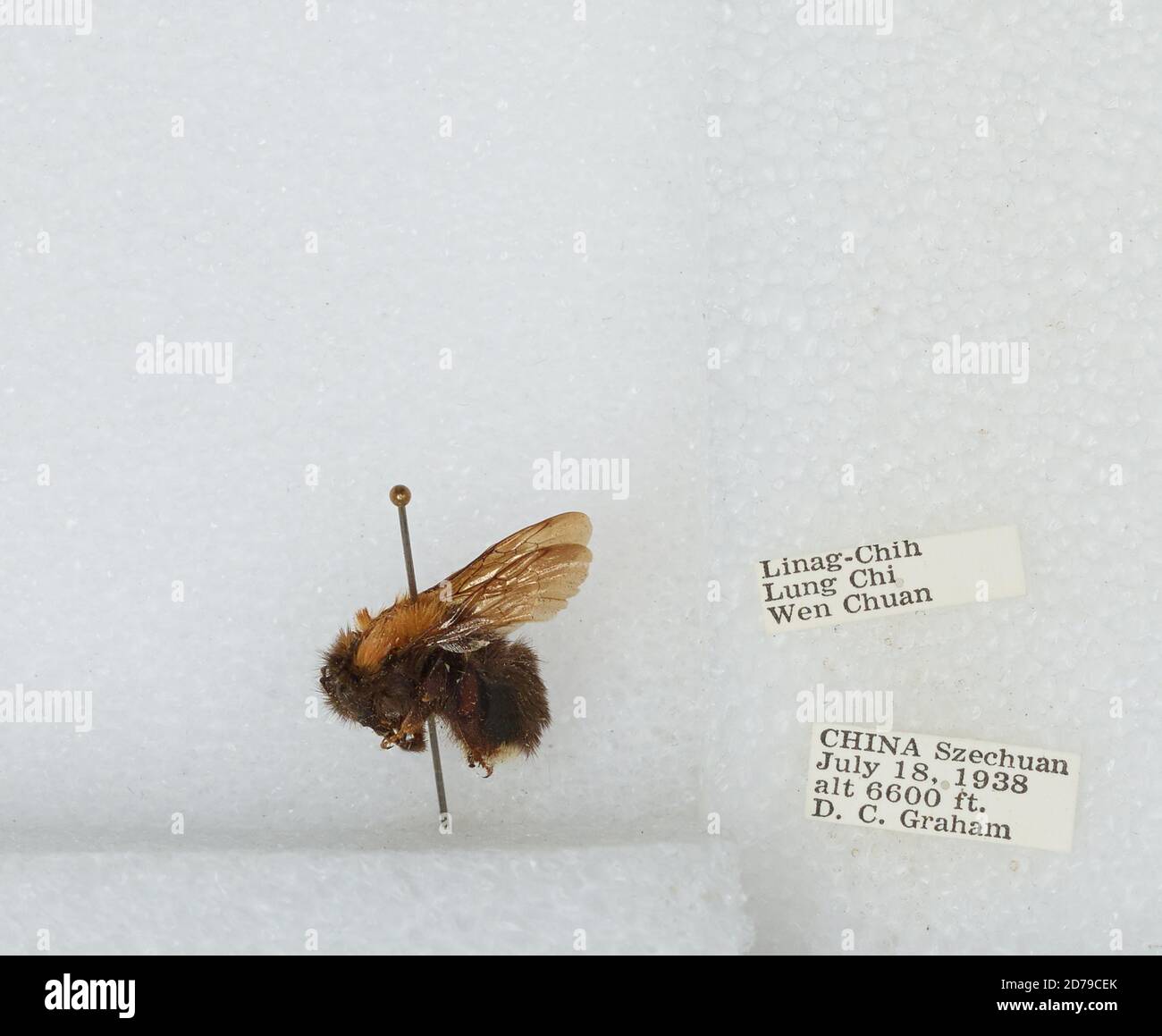 Linag-Chih, Lung Chi, Wenchuan Xian, Sichuan, China, Bombus sp ...