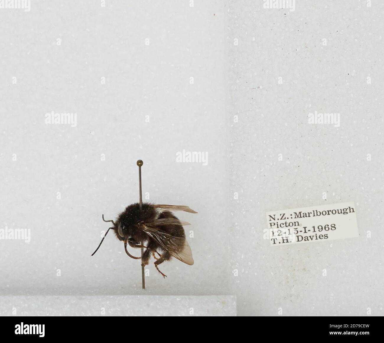 Picton, Marlborough, New Zealand, Bombus sp., Animalia, Arthropoda ...