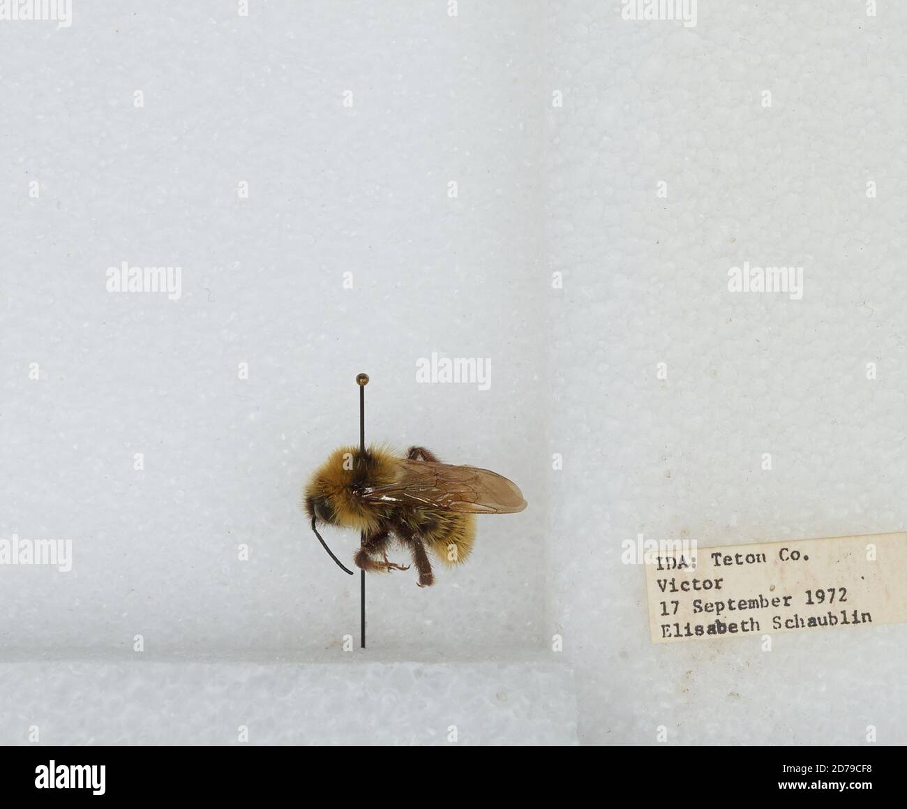Victor, Teton, Idaho, United States, Bombus sp., Animalia, Arthropoda ...