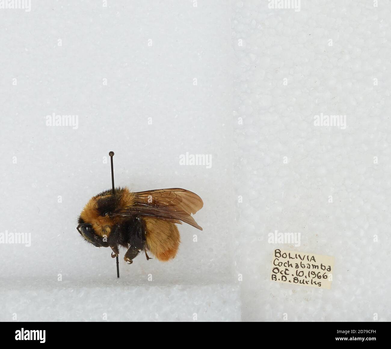 Cochabamba, Bolivia, Bombus sp., Animalia, Arthropoda, Insecta ...