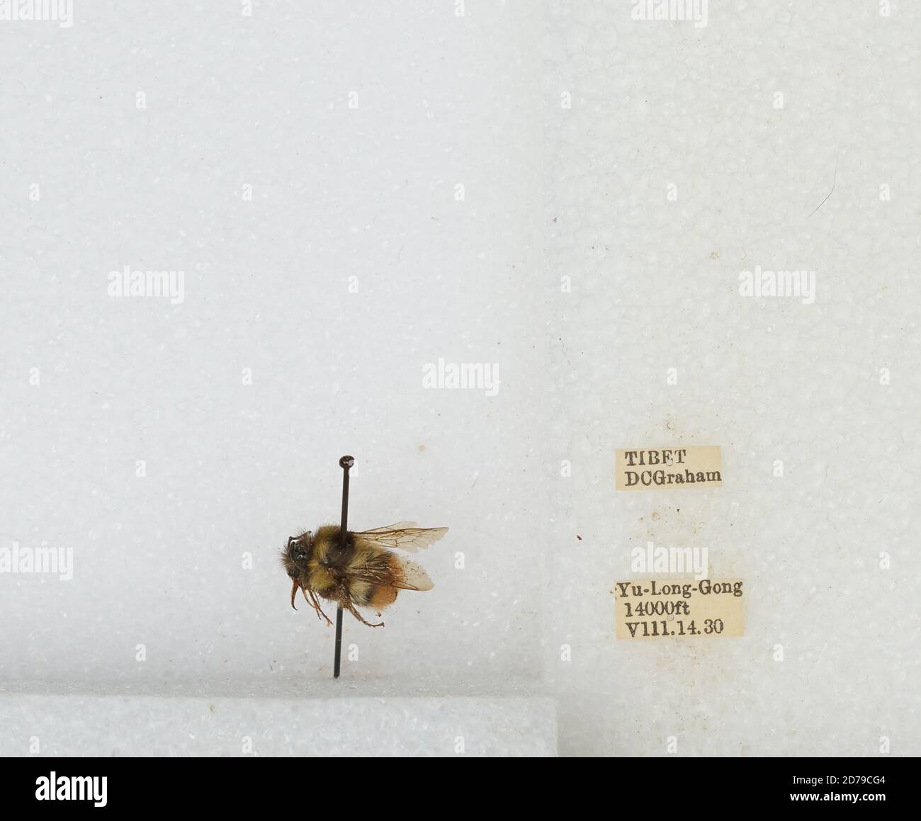 Yu-Long-Gong, Tibet Autonomous Region, China, Bombus sp., Animalia ...