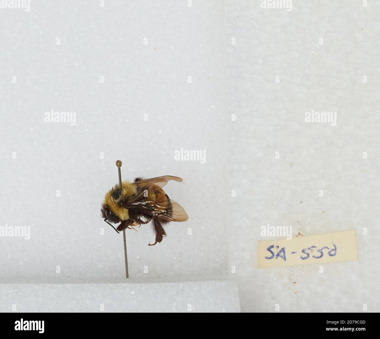 Bombus sp., Animalia, Arthropoda, Insecta, Hymenoptera, Apidae, Apinae ...