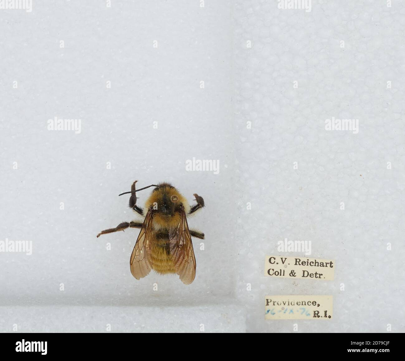 Providence, Rhode Island, United States, Bombus sp., Animalia ...