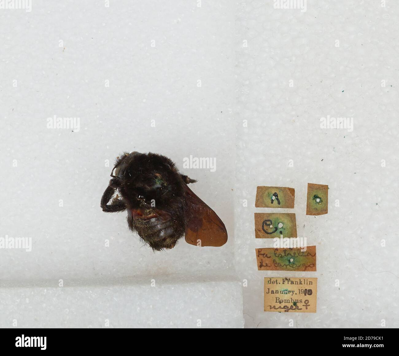 La Estrella, Cartago, Costa Rica, Bombus sp., Animalia, Arthropoda ...