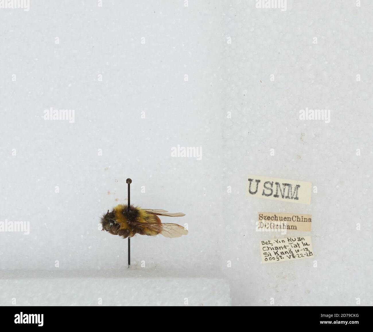 Between Yin Kuan Chian & Tatlu Si Kang, Sichuan, China, Bombus sp ...