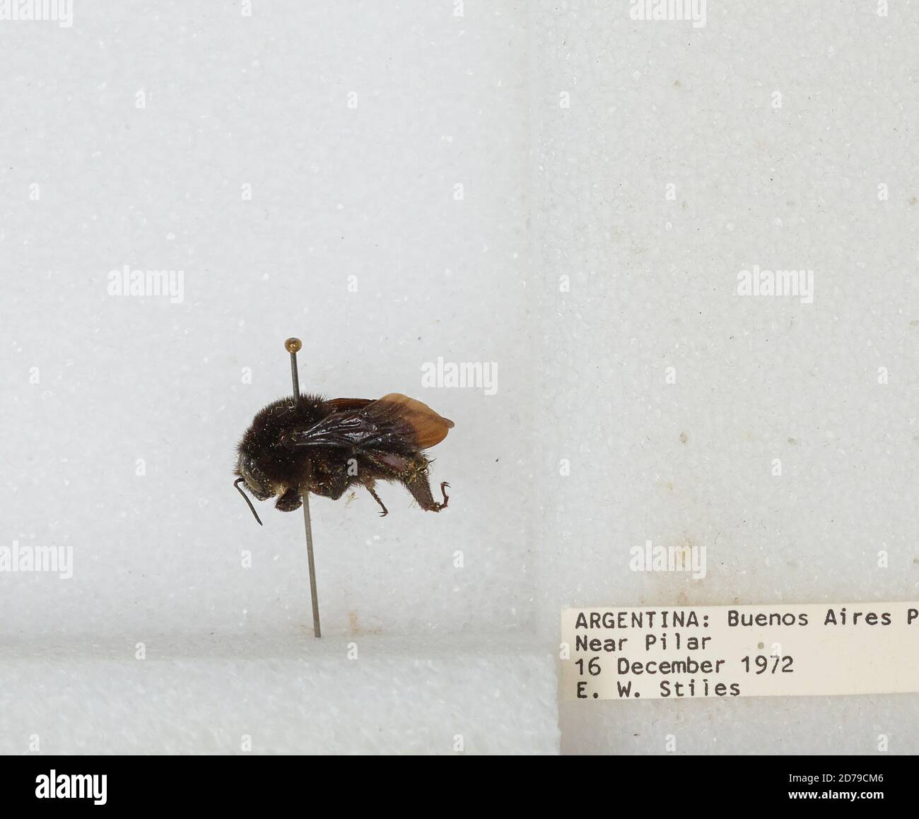 Near Pilar, Buenos Aires, Argentina, Bombus sp., Animalia, Arthropoda ...