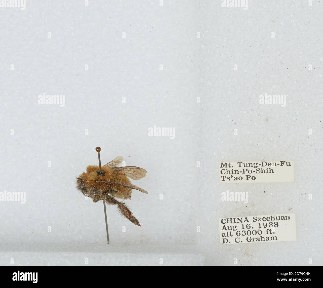 Mt. Tung-Deh-Fu Chin-Po-Shih Ts'ao Po, Sichuan, China, Bombus sp ...