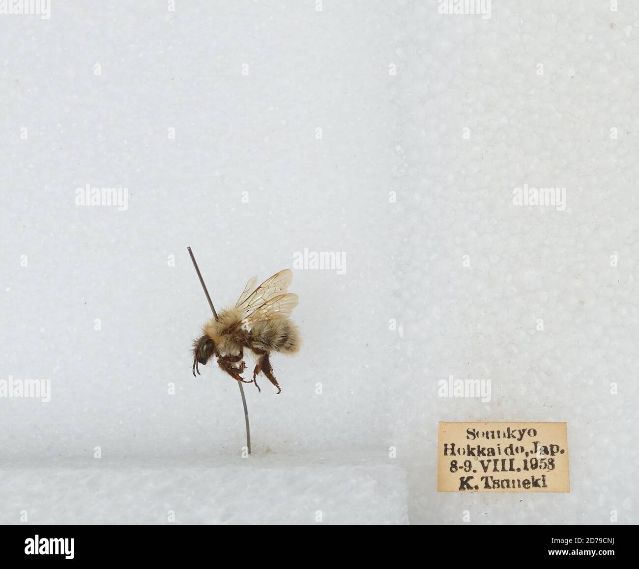 Sounkyo, Hokkaido, Japan, Bombus sp., Animalia, Arthropoda, Insecta, Hymenoptera, Apidae, Apinae ...