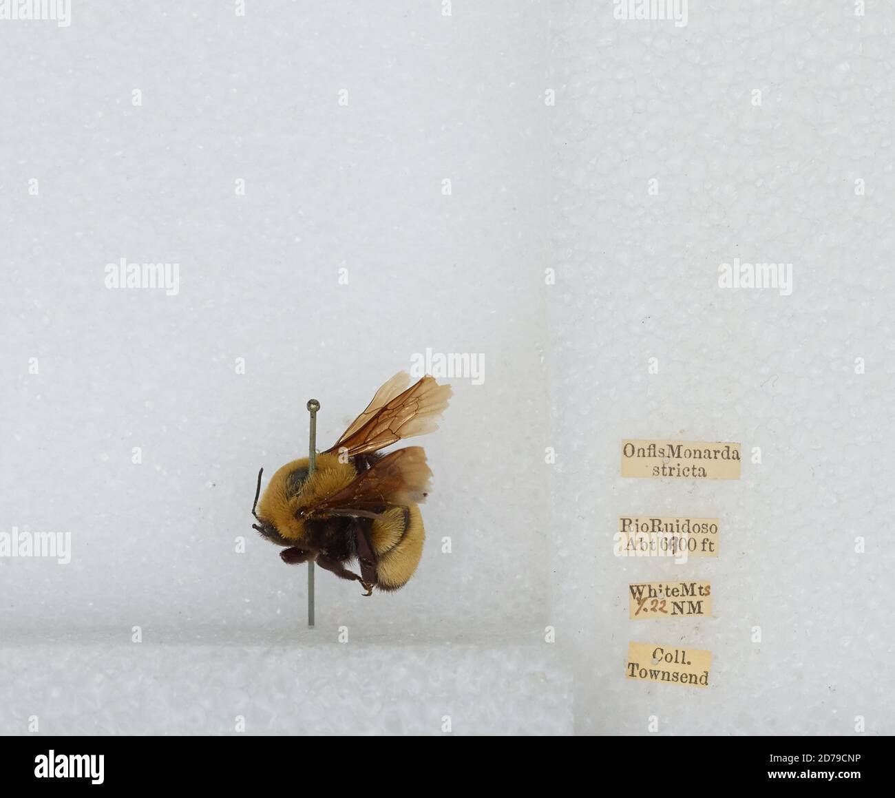 Rio Ruidoso, White Mountains, Lincoln, New Mexico, United States ...