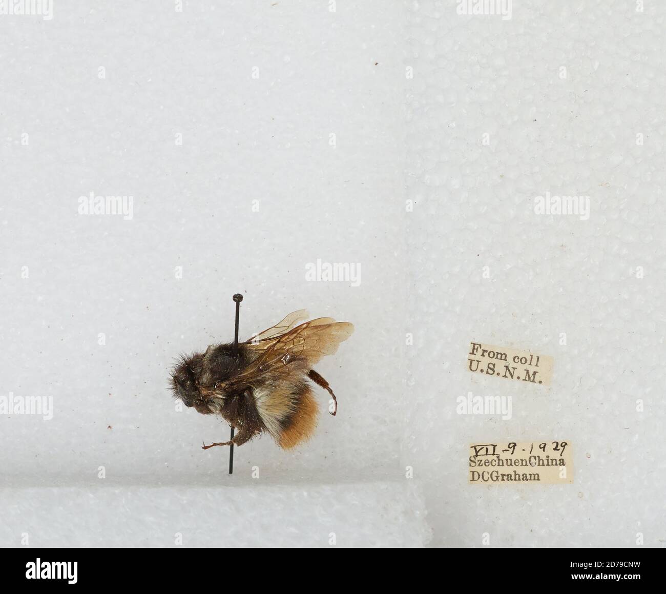 Sichuan, China, Bombus sp., Animalia, Arthropoda, Insecta, Hymenoptera ...