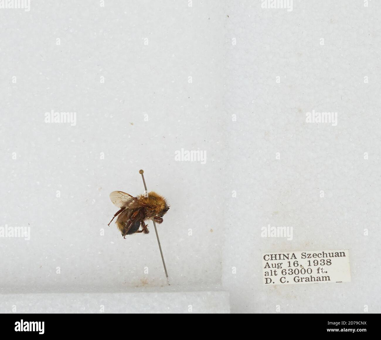 Sichuan, China, Bombus sp., Animalia, Arthropoda, Insecta, Hymenoptera, Apidae, Apinae Stock ...