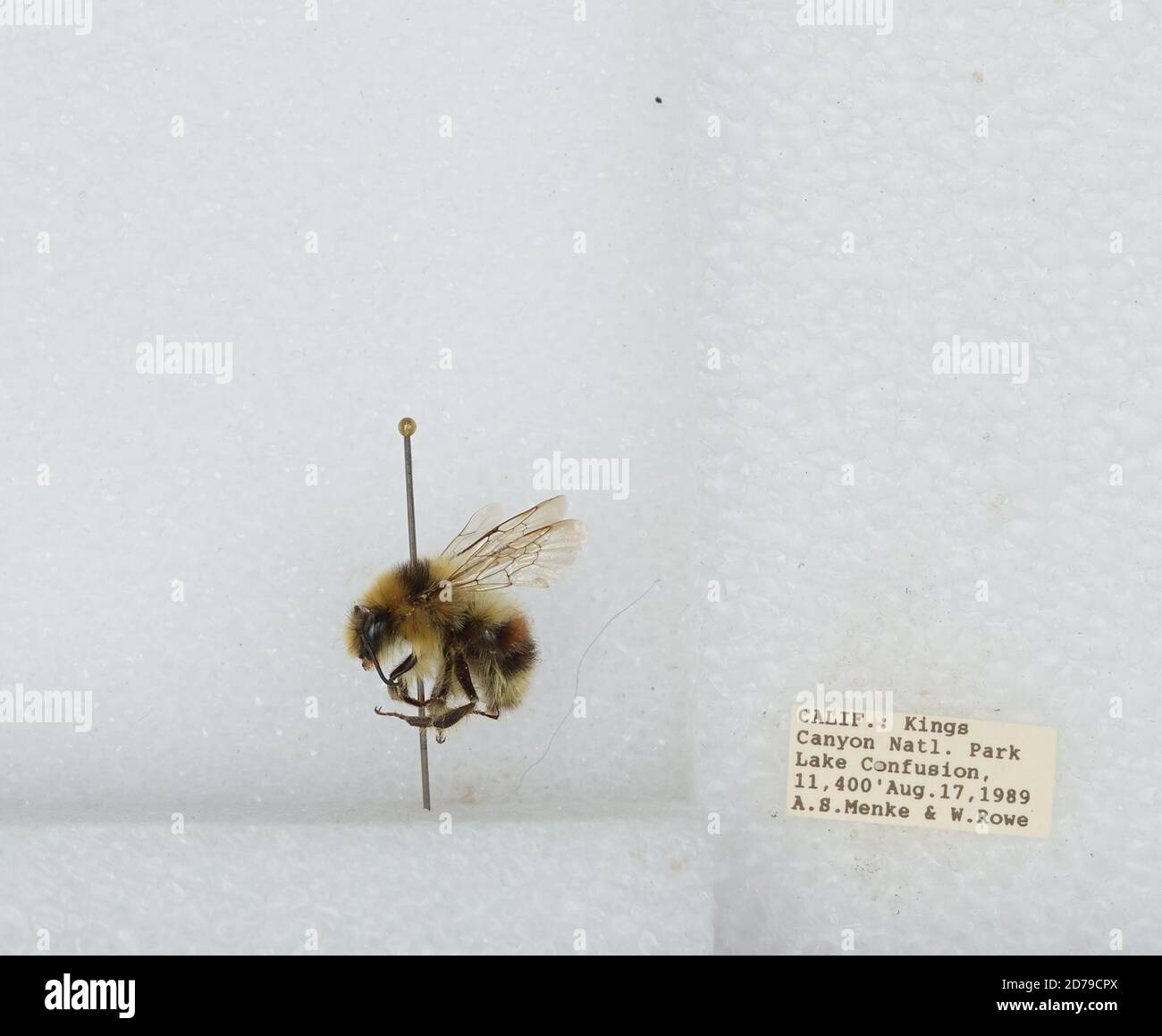 Kings Canyon National Park, Lake Confusion, Fresno, California, United ...