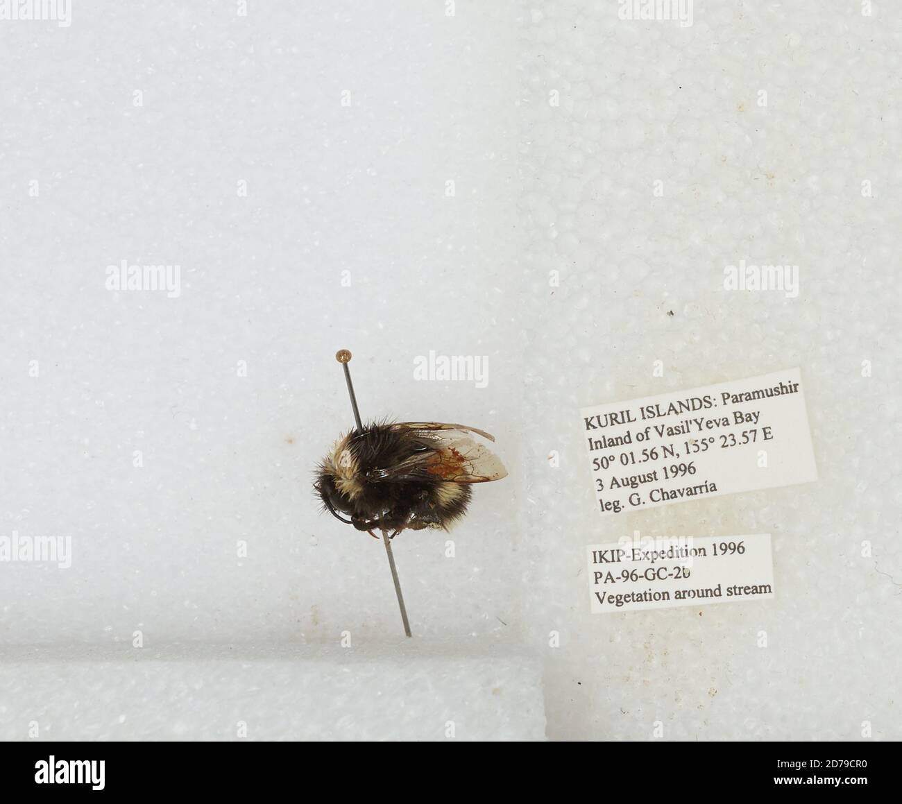 Paramushir Island, Inland of Vasil' Yeva Bay, Kuril Islands, Sakhalin ...