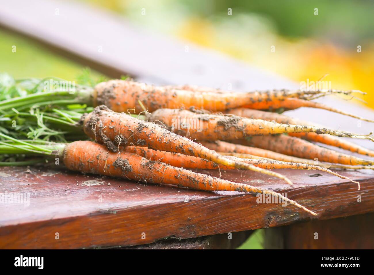 Unwashed vegetables. A bunch of fresh carrots outdoors Stock Photo - Alamy
